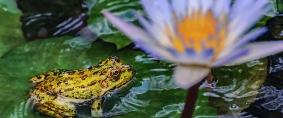 Curiosidades sobre las ranas: nociones bonitas e interesantes 🥇 Vida ...