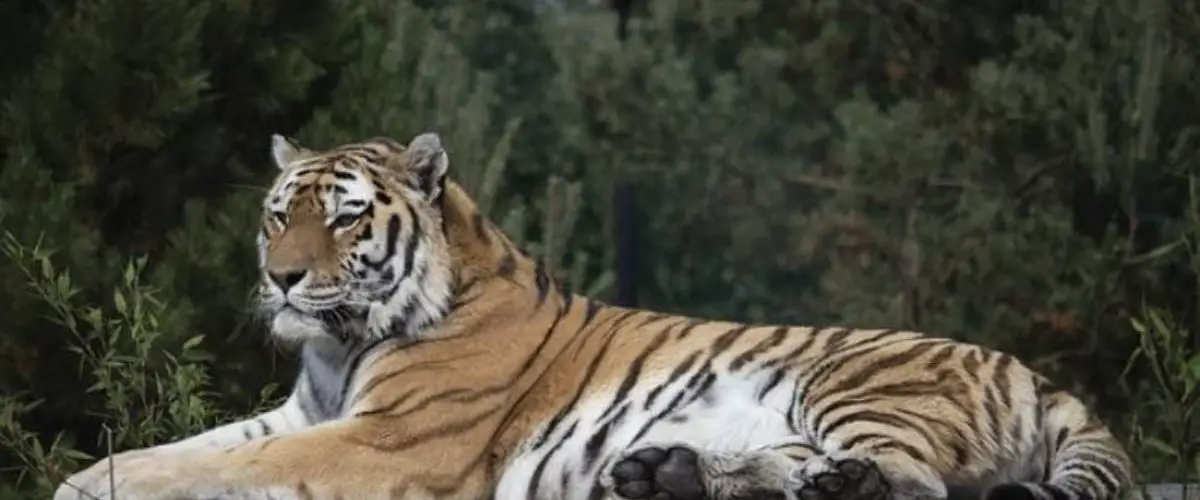 Curiosidades Sobre El Tigre Que Quizгўs No Conocг As рџґ Vida Con Mascotas рџґ