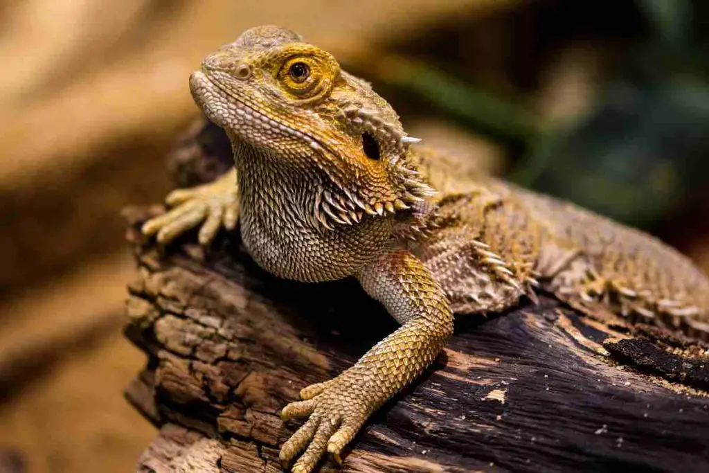 Dragón barbudo como mascota: nutrición, hábitat y cuidado - Vida con ...