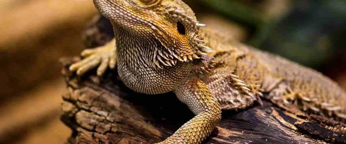 Dragón barbudo como mascota: nutrición, hábitat y cuidado 🥇 Vida con ...