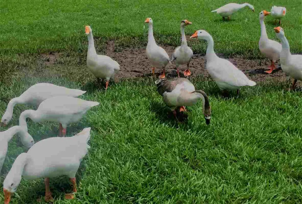 Ganso blanco como mascota: características y nutrición. - Vida con ...