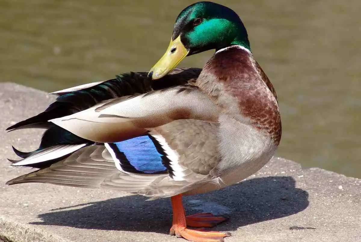 El pato como mascota: características, nutrición y salud - Vida con ...