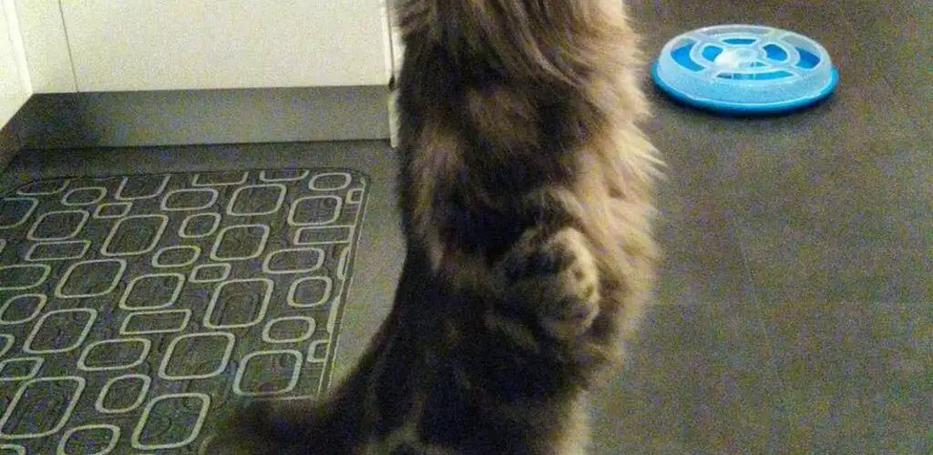 Gato ofendido, cuando pasa y que hacer en estos casos 🥇 Vida con Mascotas 🥇