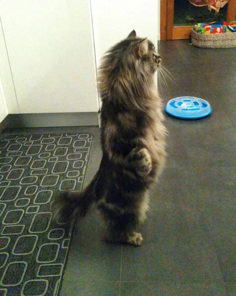 Gato ofendido, cuando pasa y que hacer en estos casos - Vida con Mascotas ️