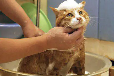 Lava al gato con sencillos trucos. ¡Aquí está la guía completa! - Vida ...