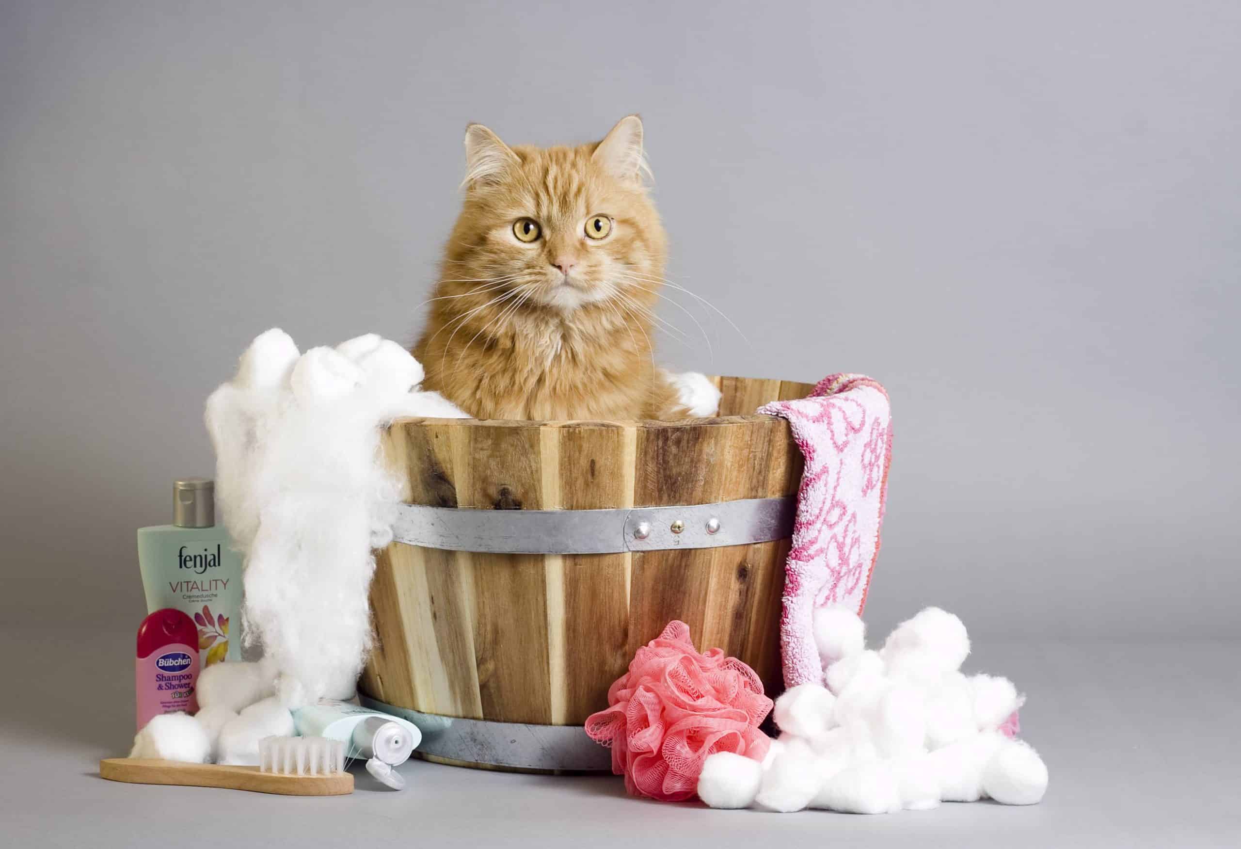 Lava al gato con sencillos trucos. ¡Aquí está la guía completa! - Vida ...