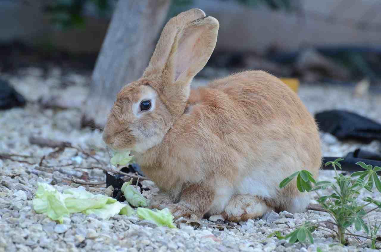 ¿Puede el conejo comer espinacas? Todo sobre este tipo de comida - Vida ...