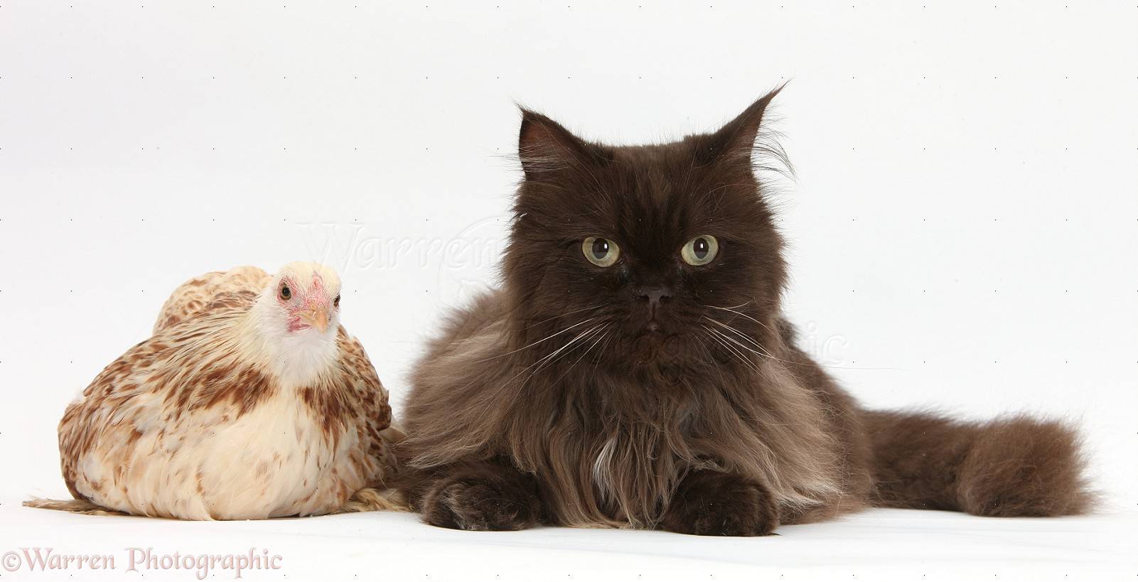 York chocolate: chocolate para gatos - Vida con Mascotas ️