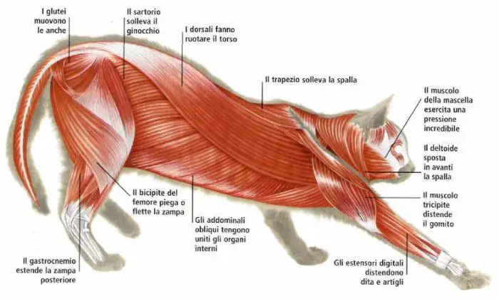 El sistema muscular del gato doméstico - Vida con Mascotas ️