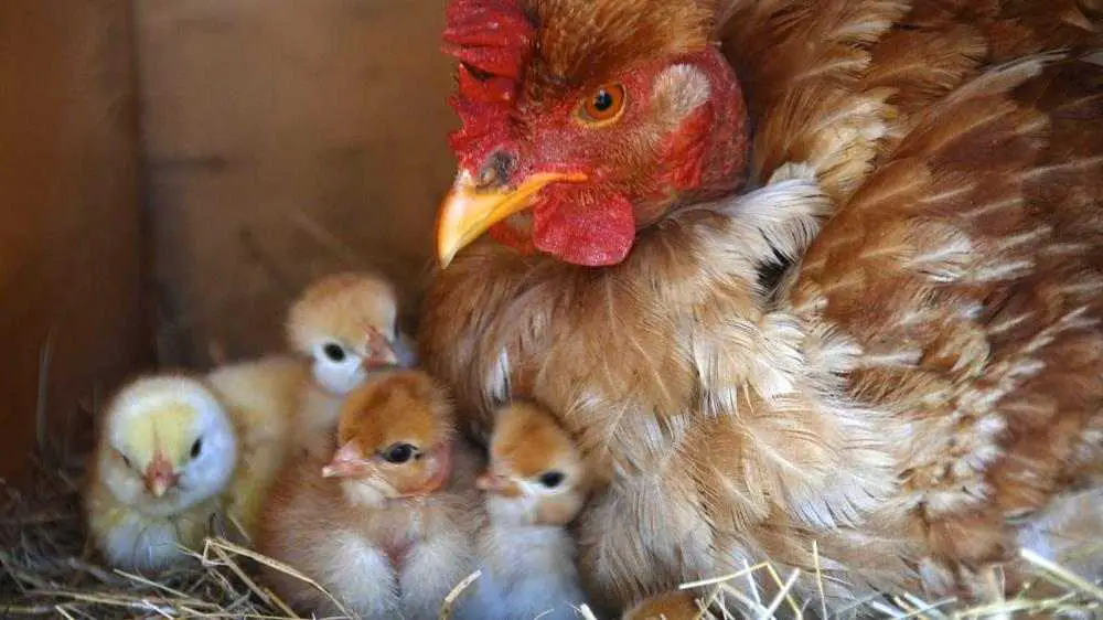 ¿Qué comen los pollitos? Averigüemos qué alimentos comen - Vida con ...