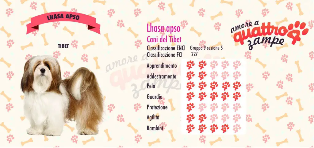Lhasa apso: raza, características, carácter y salud - Vida con Mascotas ️
