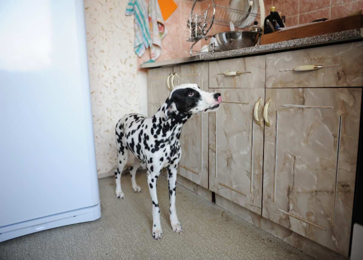 ¿Pueden los perros sentir fugas de gas? Averigüemos juntos - Vida con ...