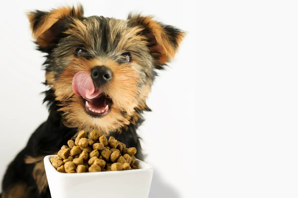 La importancia del snack para el perro: averigüemos por qué - Vida con ...