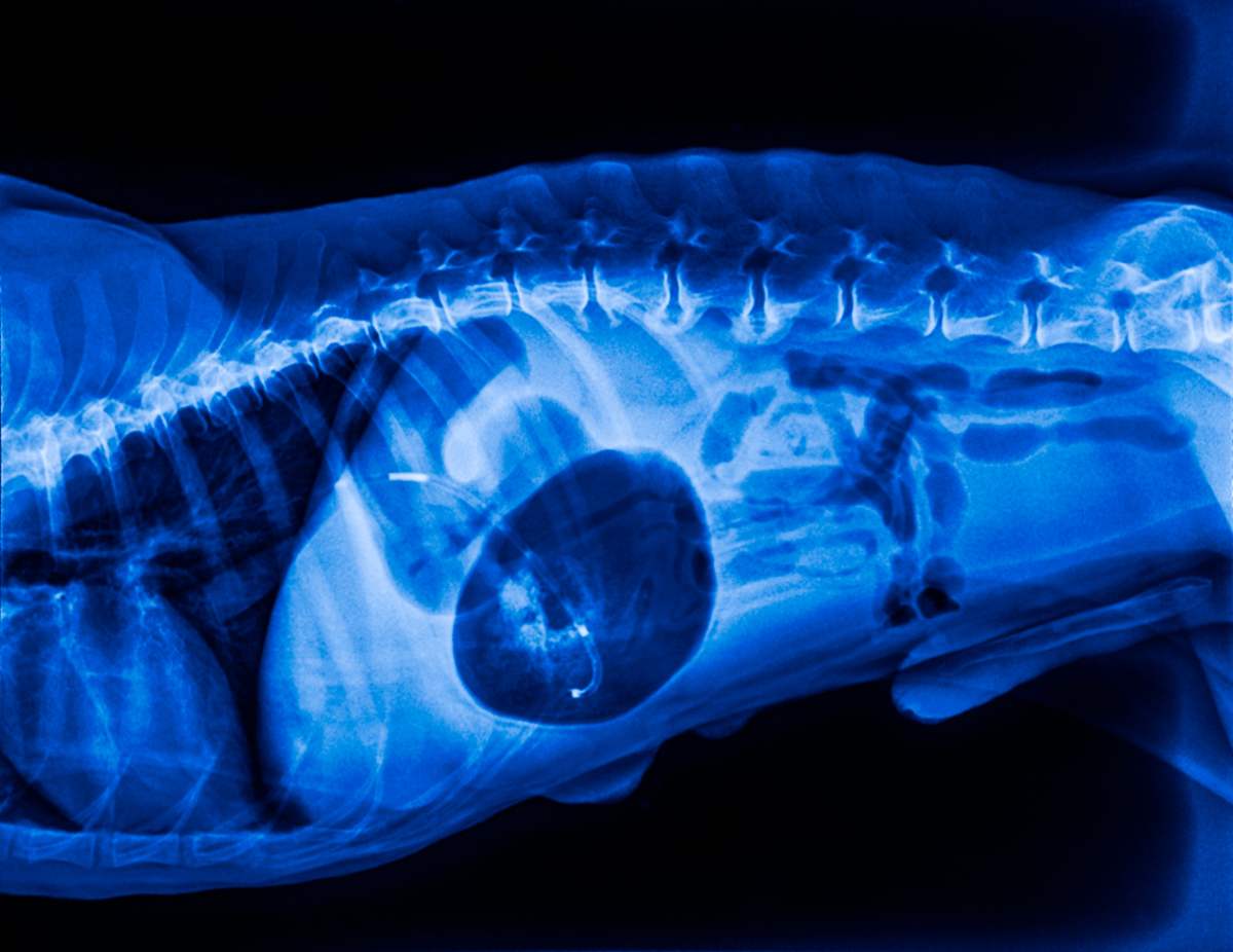 El estómago de un perro se está revolviendo: lo que necesita saber ...