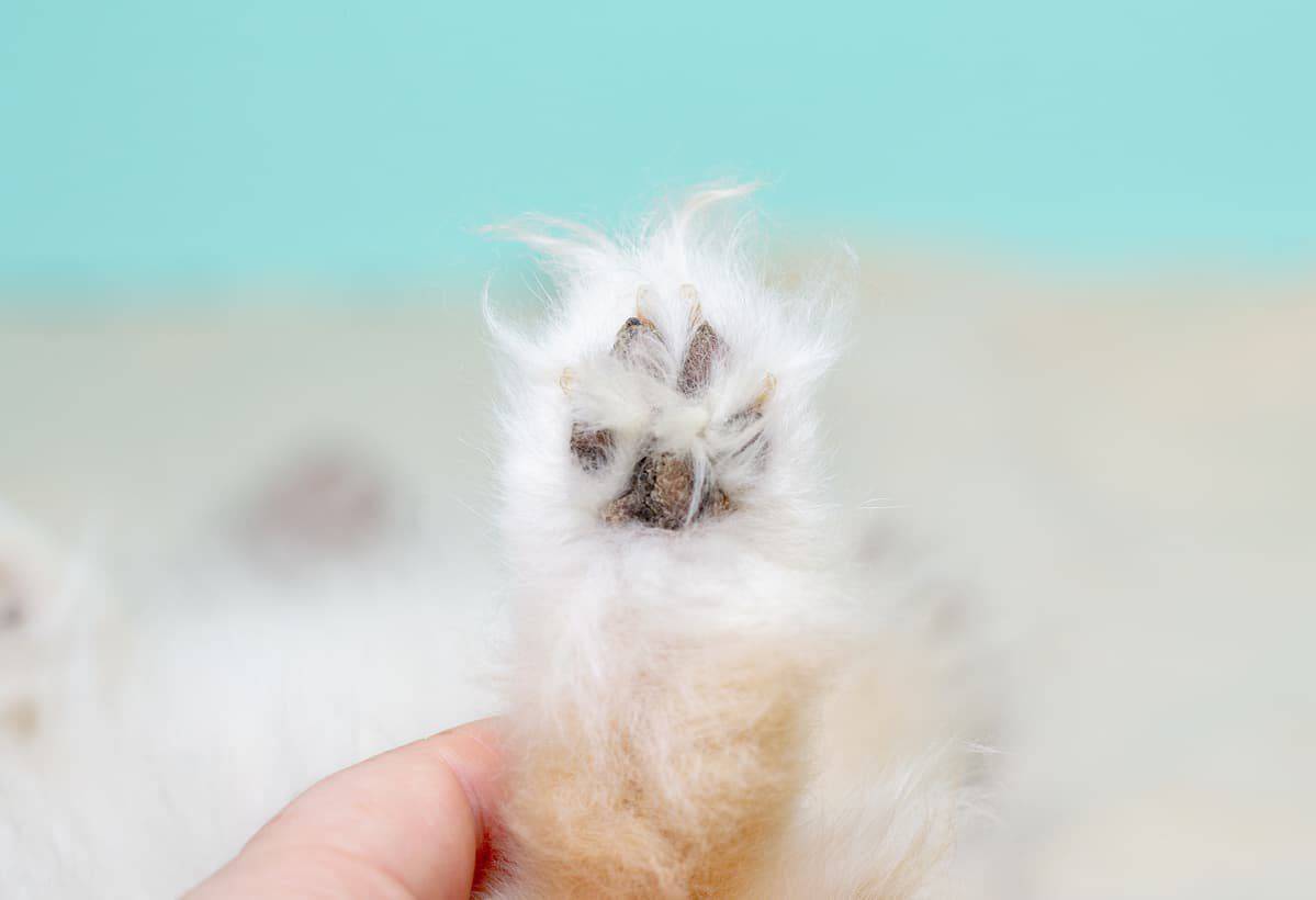 Callos en las almohadillas para perros: consejos y recomendaciones para ...