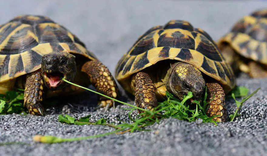 ¿La tortuga es macho o hembra? Así es como podemos resolverlo - Vida ...