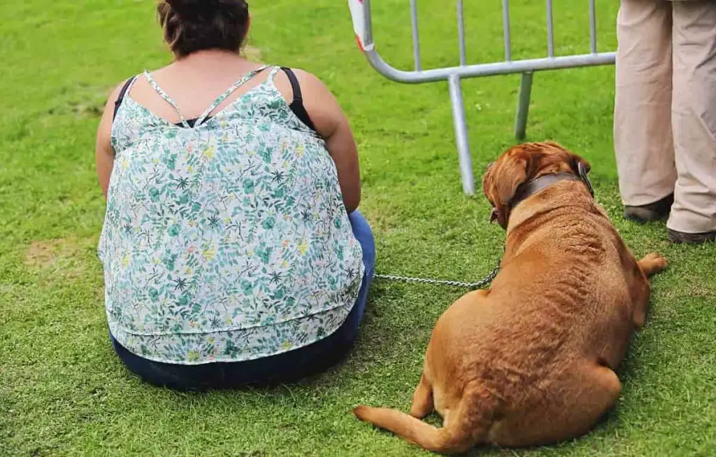 Dueño obeso, perro obeso: la investigación lo confirma - Vida con ...