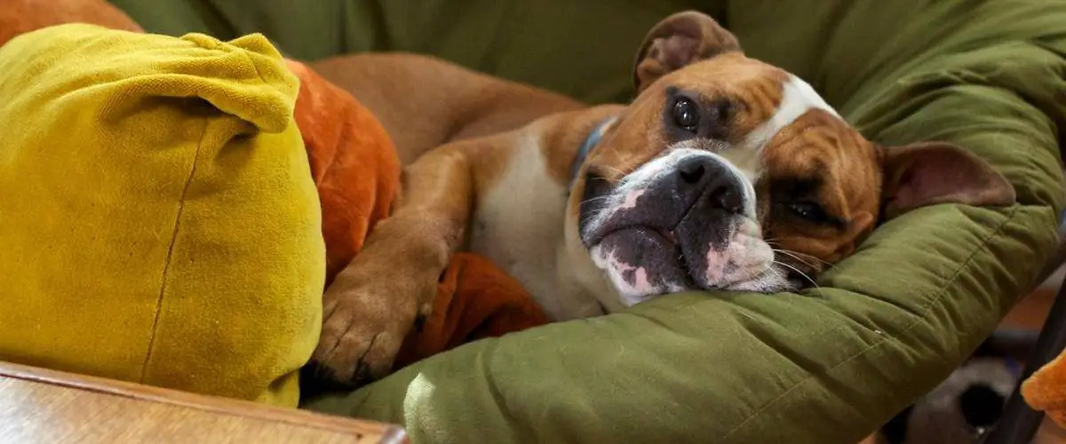 Cómo reconocer la colitis en perros y cómo intervenir para tratarla 🥇 ...