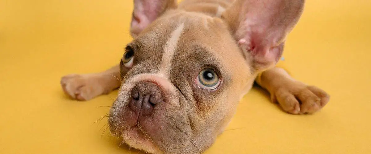 Perro con escalofríos y letargo: averigüemos las causas y si debemos ...