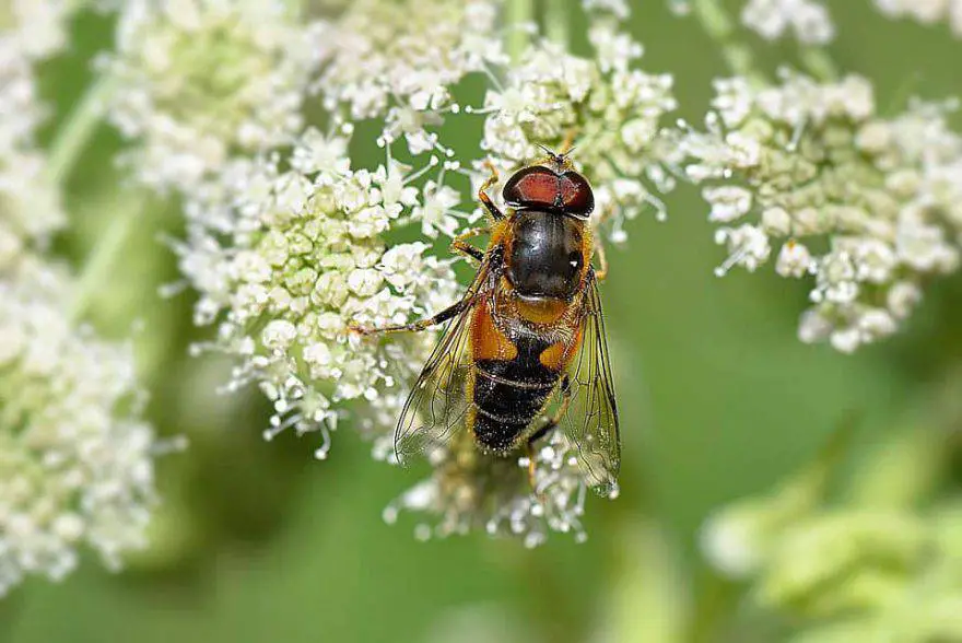 Insectos de primavera: ¿cuáles debemos esperar? - Vida con Mascotas ️