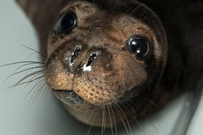 Pesto, la cría de foca amada por todos - VIDEO - Vida con Mascotas ️