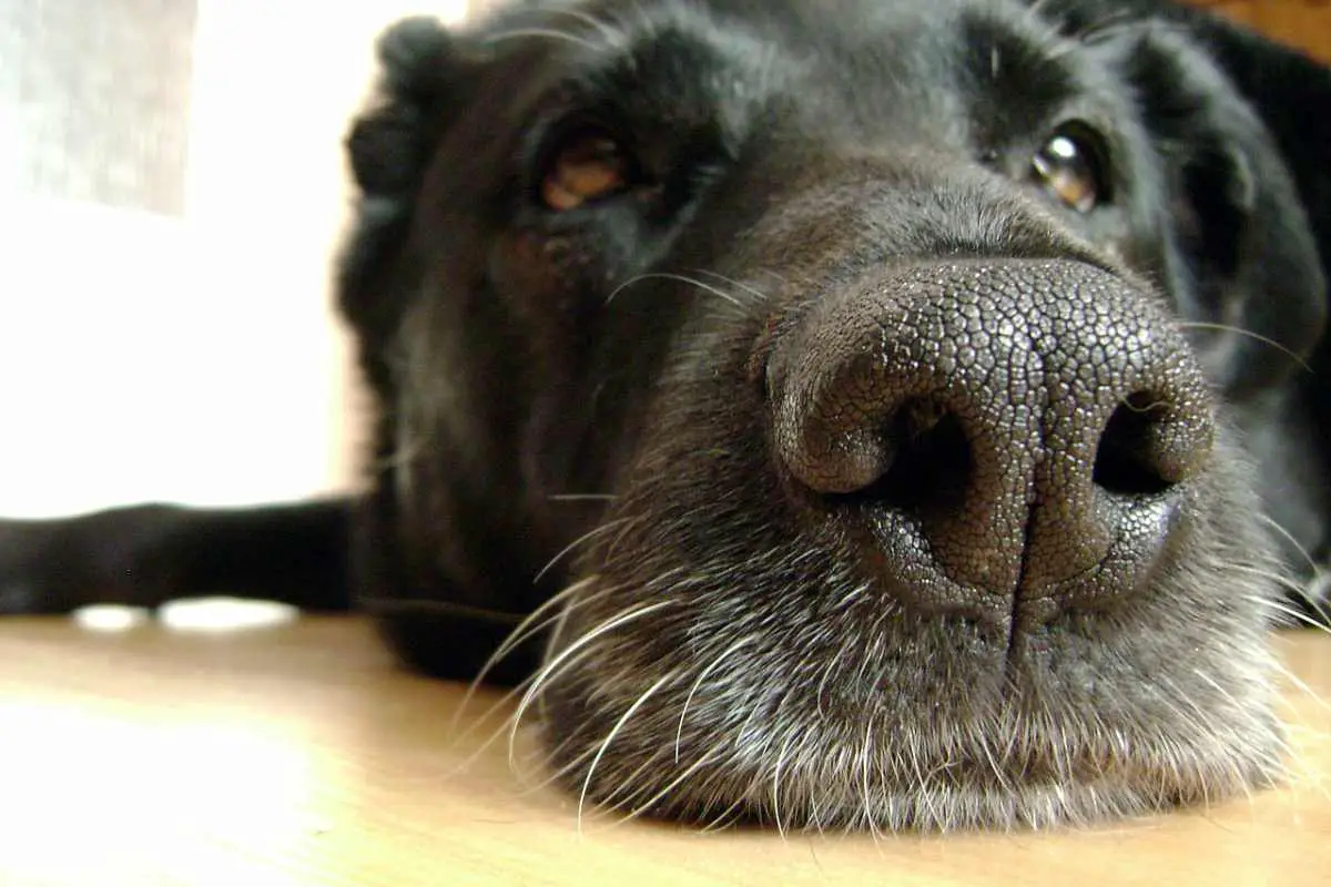El olfato del perro: todo lo que necesitas saber sobre este sentido ...