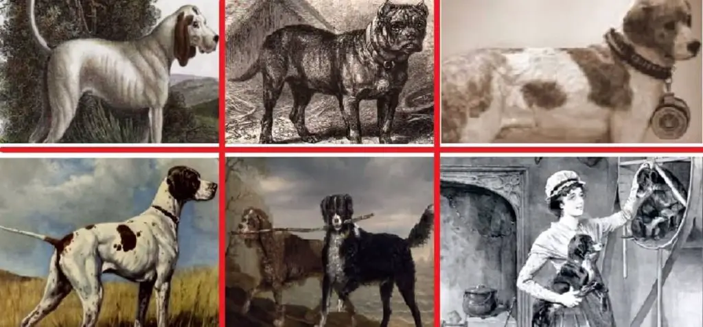 Perros extintos: fotos, curiosidades y características de 21 razas ...