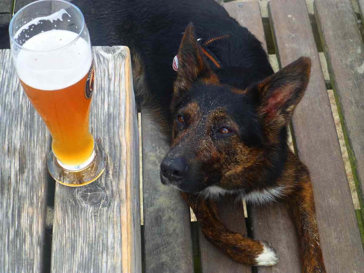 Alcohol y animales: los efectos del alcohol y todos los riesgos - Vida ...