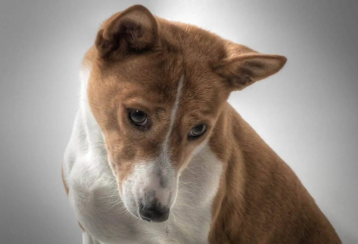 Mal olor en perros: 9 problemas de salud que pueden provocarlo - Vida ...