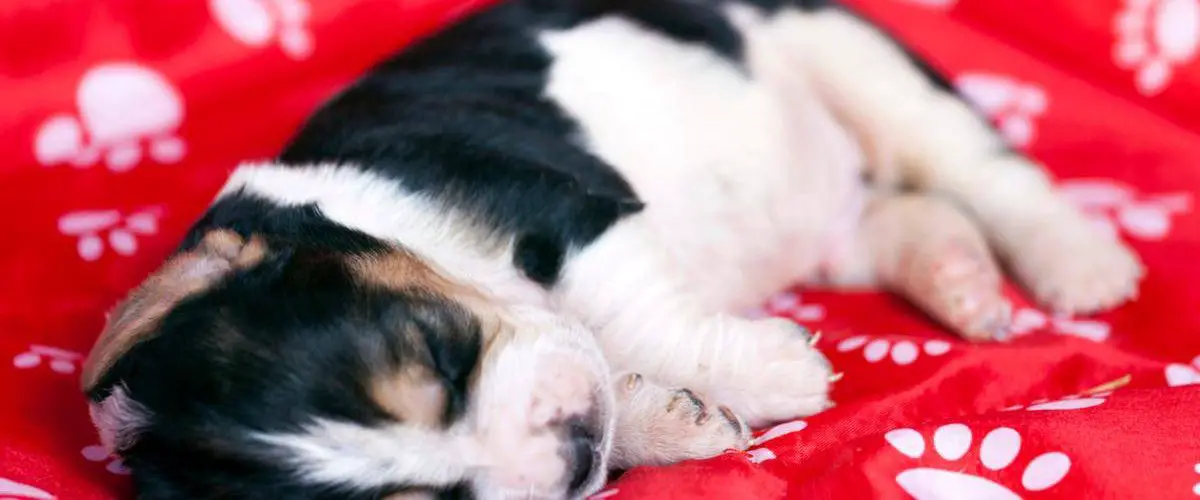 Lombrices intestinales en perros: causa, síntomas y tratamiento ️ Vida ...
