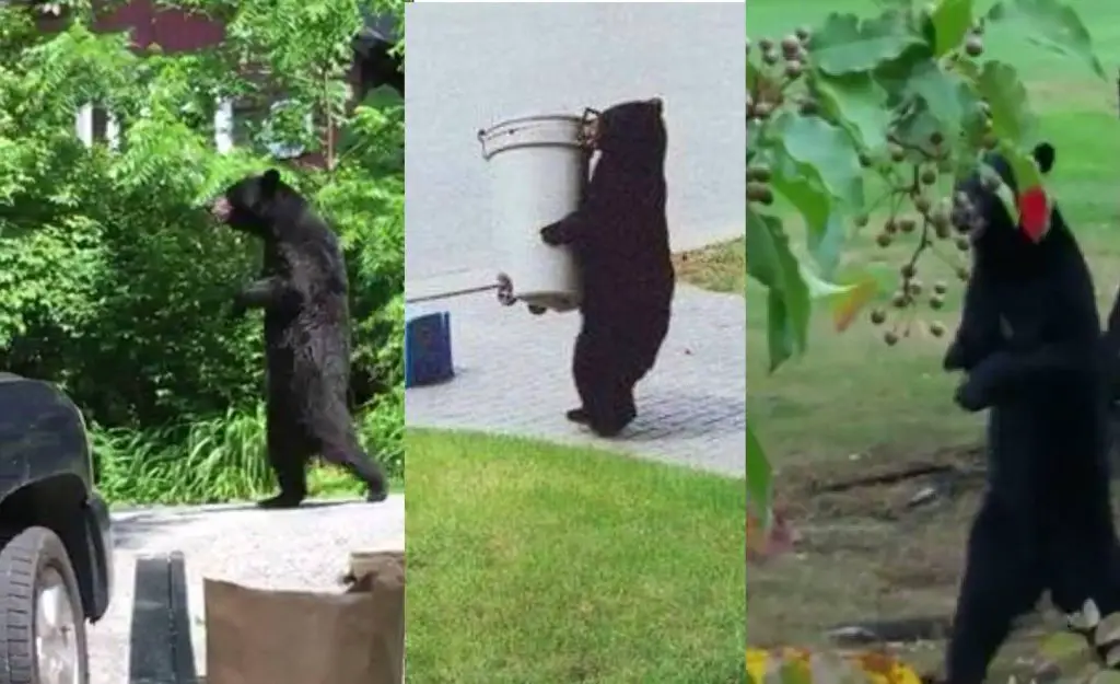 El oso bípedo que se convierte en celebridad - Vida con Mascotas ️