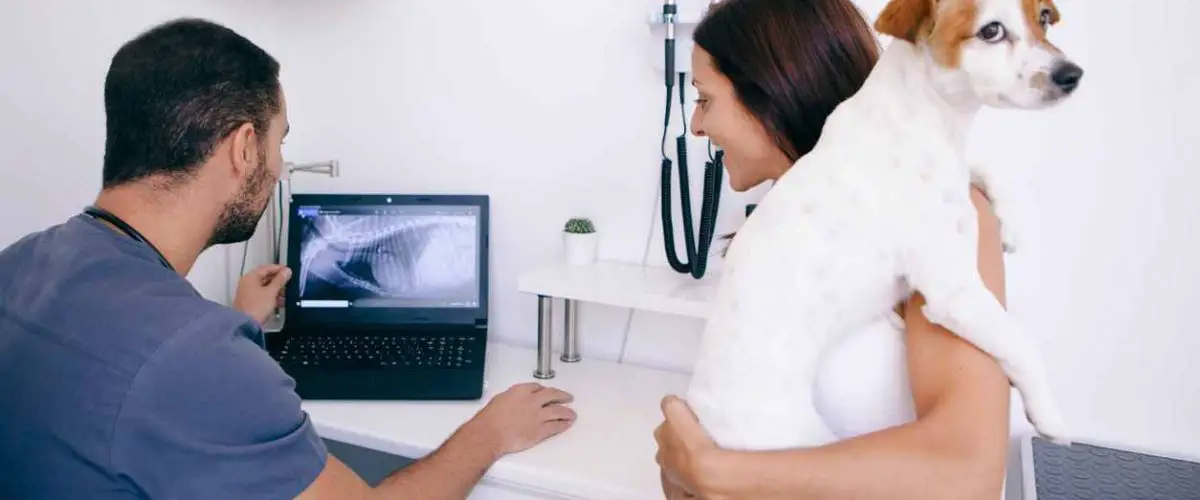 Problemas de la columna vertebral del perro: tipos, causas y remedios ️ ...