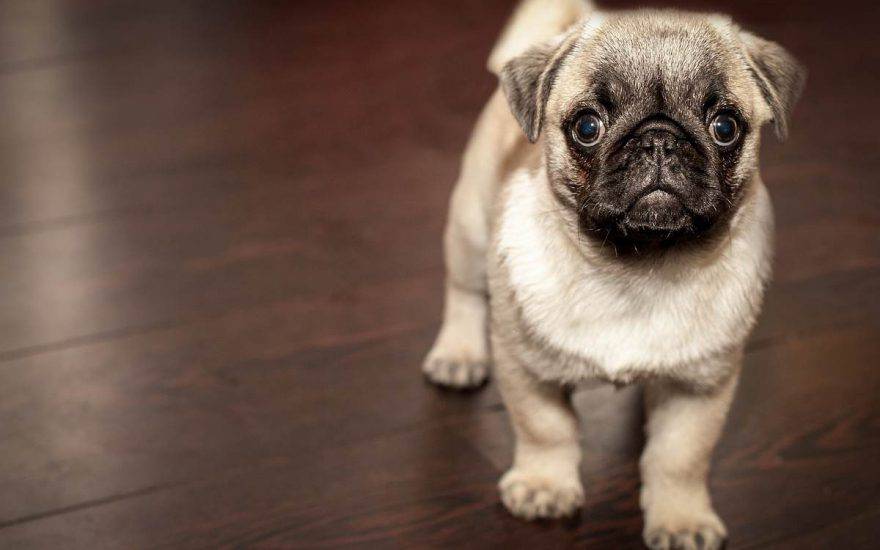 ¿Es peligroso entrecerrar los ojos en los perros? Veamos las causas y ...