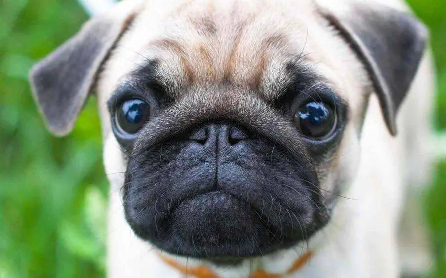 ¿Es peligroso entrecerrar los ojos en los perros? Veamos las causas y ...