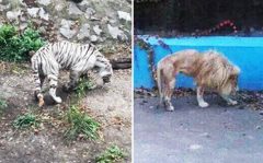 El tigre y el león flaco del zoológico de Beijing: he aquí por qué ...