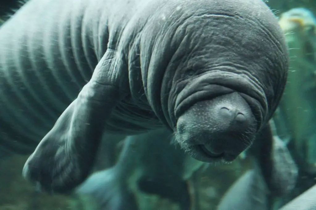 Nace el primer manatí bebé en Italia: una rareza en Europa - Vida con ...