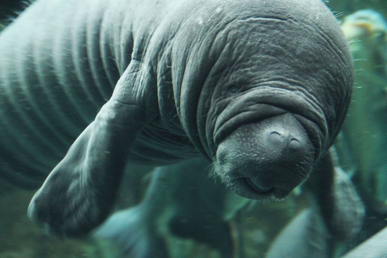 Nace el primer manatí bebé en Italia: una rareza en Europa - Vida con ...