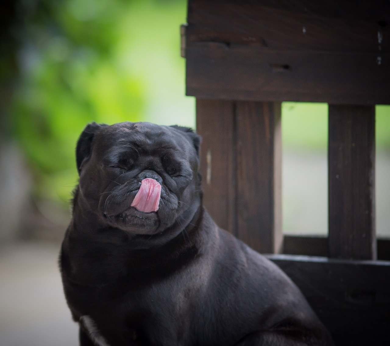 El perro se lame los labios: causas y remedios - Vida con Mascotas ️
