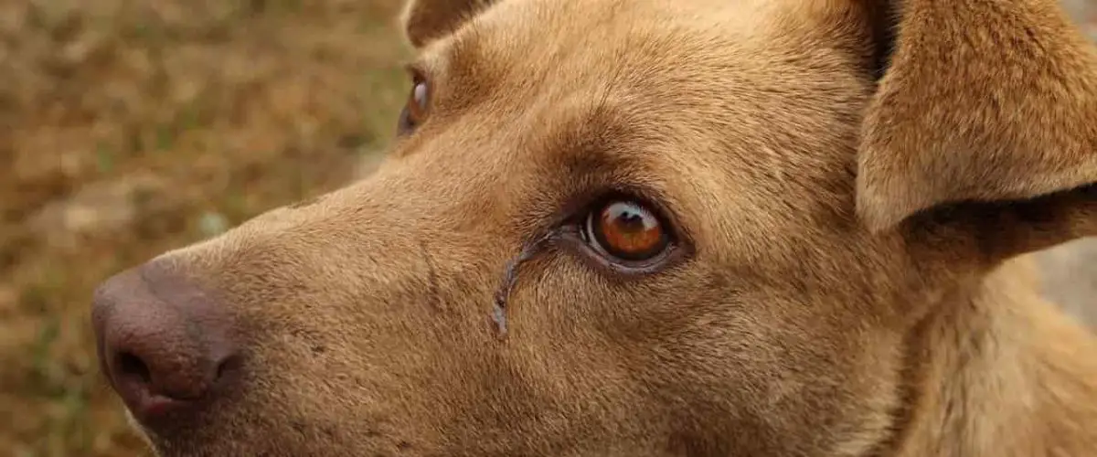 Gusanos en la herida del perro: todo lo que necesita saber sobre la ...