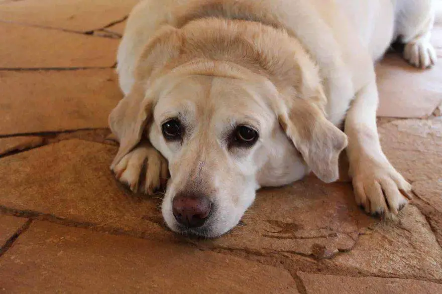 El peso ideal del perro: ¿cuánto debería pesar Fido? Tabla por tamaño ...