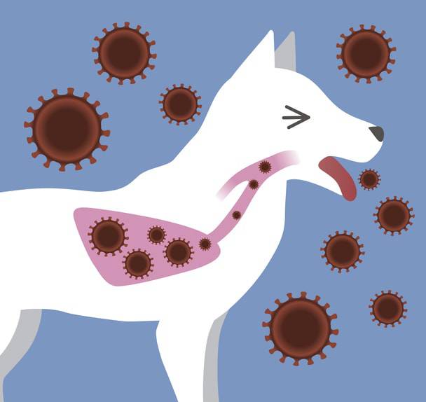 Tos en perros: ¿que hacer? Causas, remedios, tratamientos y cuando ...