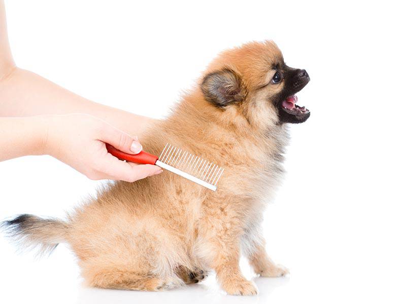 Primavera, se acerca el pelaje del perro: causas y remedios - Vida con ...