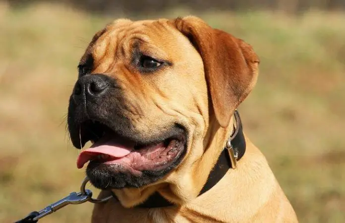 Familias De Perros Clasificación De Razas Según La Morfología Vida