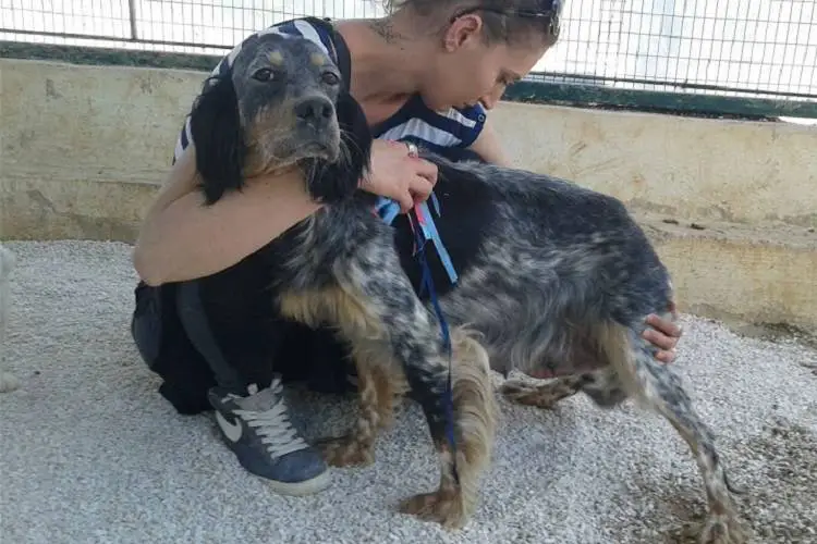 ¿Elegir un perro? Confiando en quienes tienen más experiencia que ...