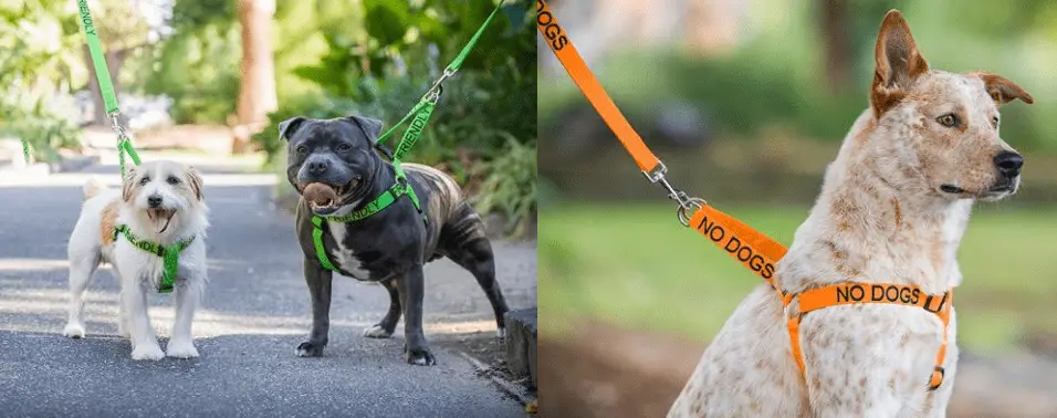 El color del collar que indica el carácter del perro para mejorar la ...