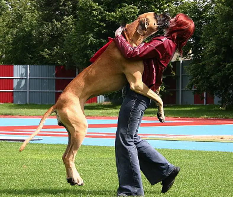 ¿Perros groseros? Esta es una regla simple (primera parte) - Vida con ...