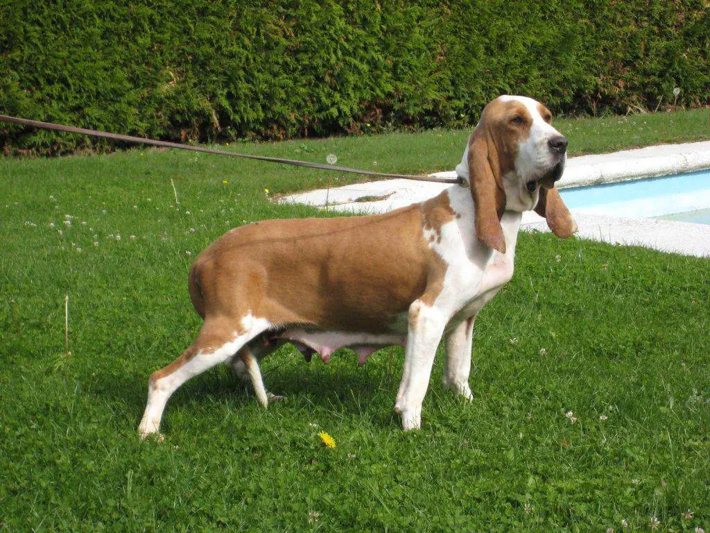 El Sabueso español: un excelente cazador - Vida con Mascotas ️