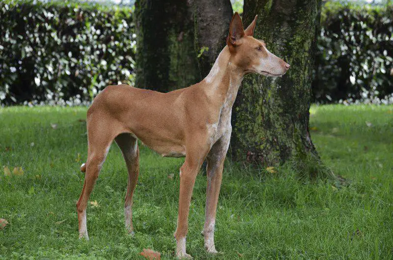El Podenco ibicenco: un galgo tipo spitz - Vida con Mascotas ️