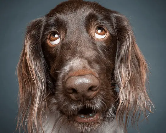 Las expresiones faciales de nuestros perros y sus emociones - Vida con ...