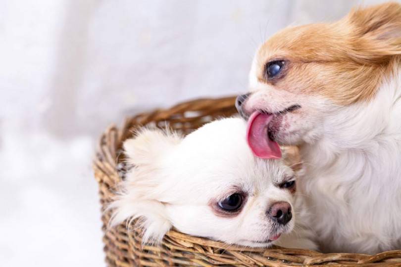 La saliva del perro puede curar - Vida con Mascotas ️